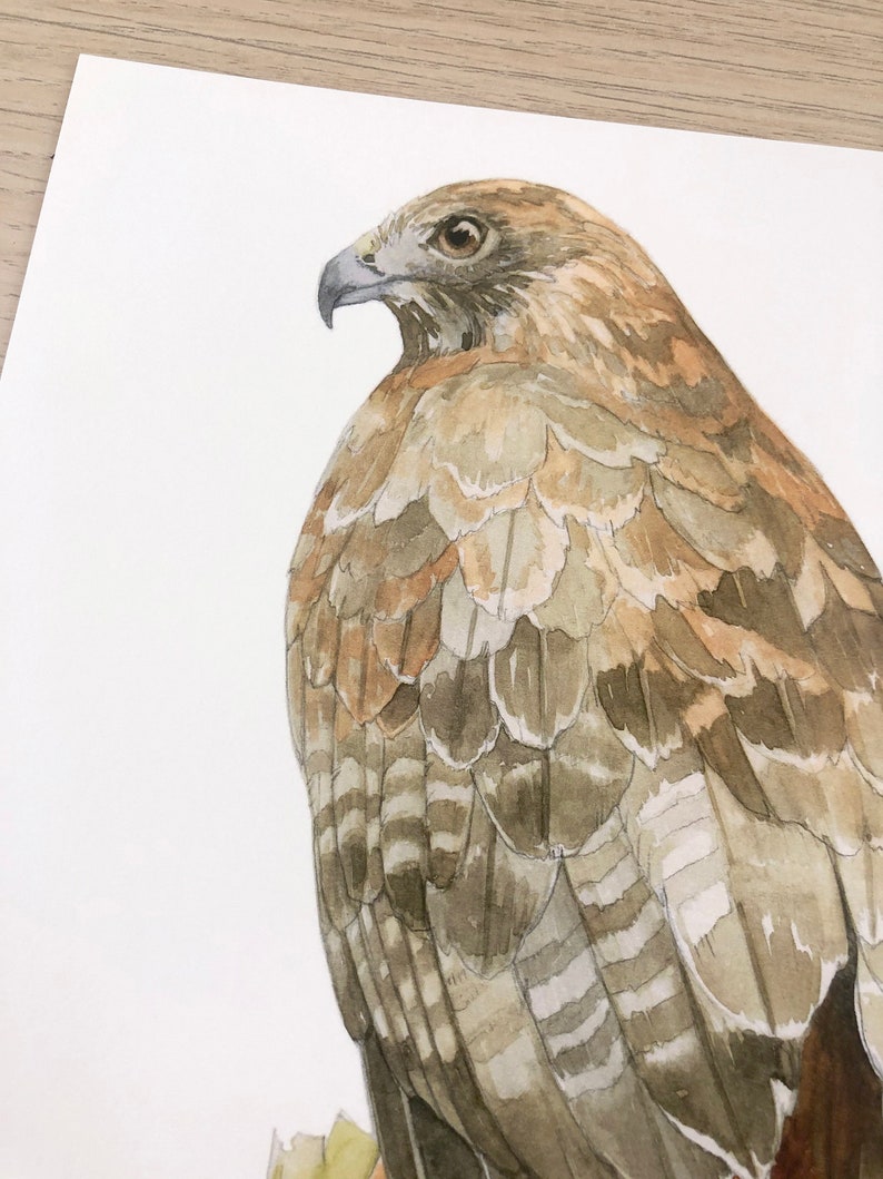 Red-tailed Hawk Watercolor Art Print Bird Illustration Wall - Etsy