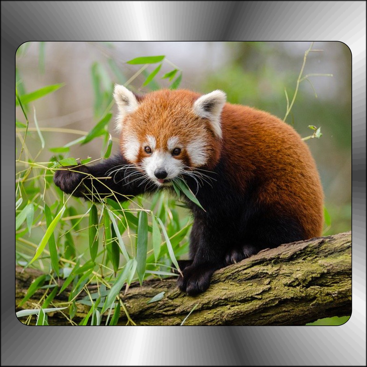 Mouse Mat Mouse Pad Mousemat Mousepad Red Panda - Etsy UK