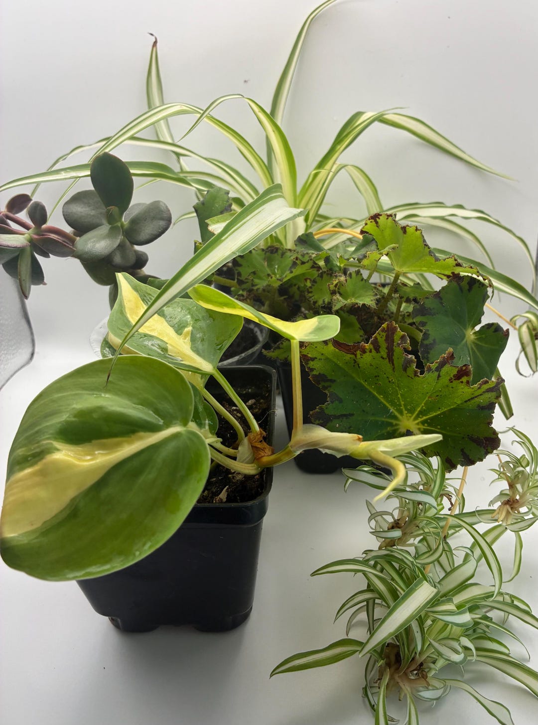 Four House Plants. Begonia, Spider ,jade and Philodendron Brazil Plant ...