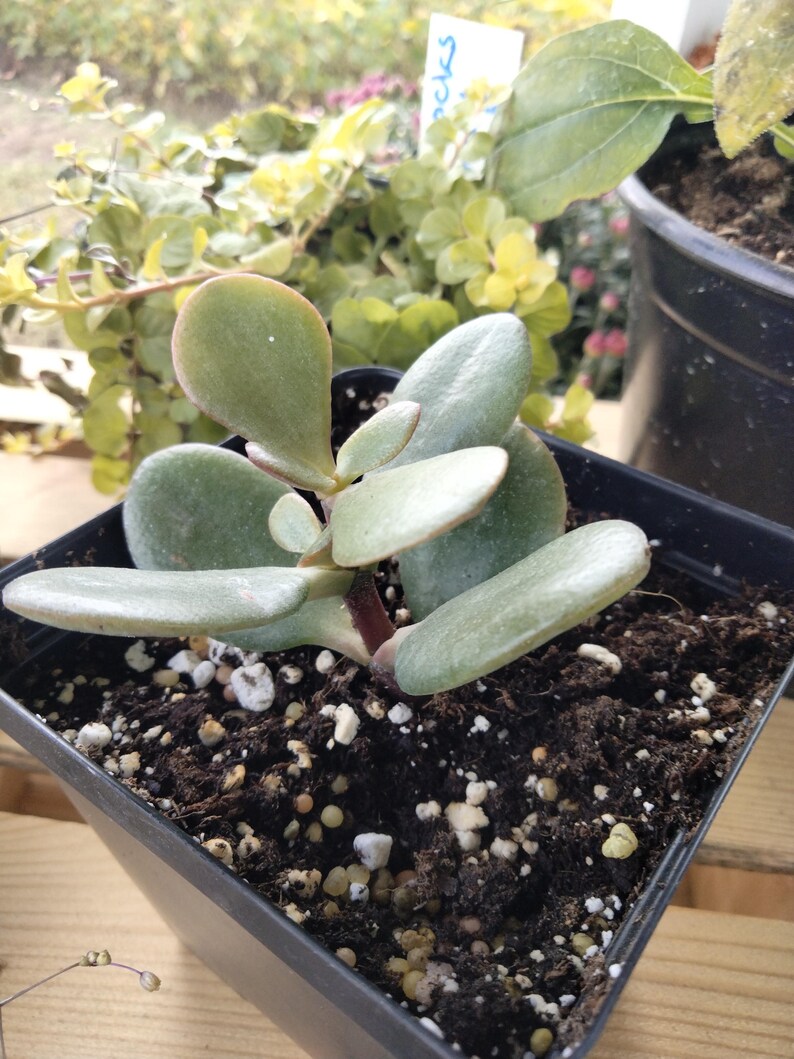 Jade Plant - Etsy