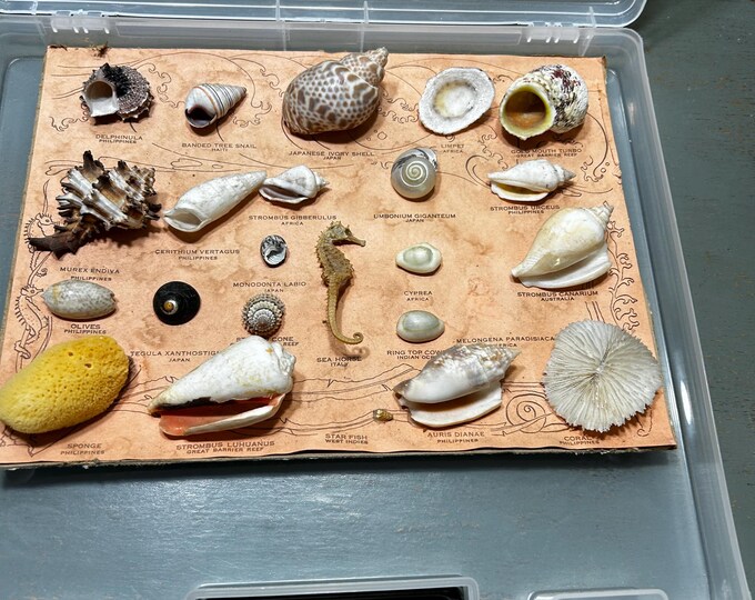 Nice Vintage Sea Shell Collection ~ Labeled Souvenir Set ~ 22 Different ...