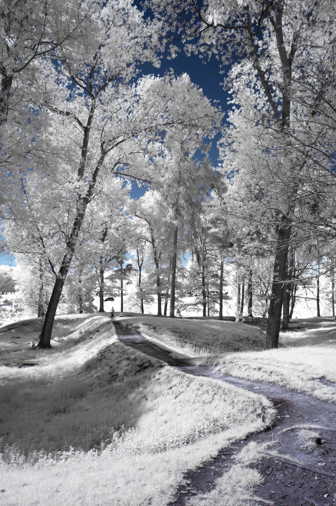 Path Through the Trees A4/A3 Photography Print - Etsy