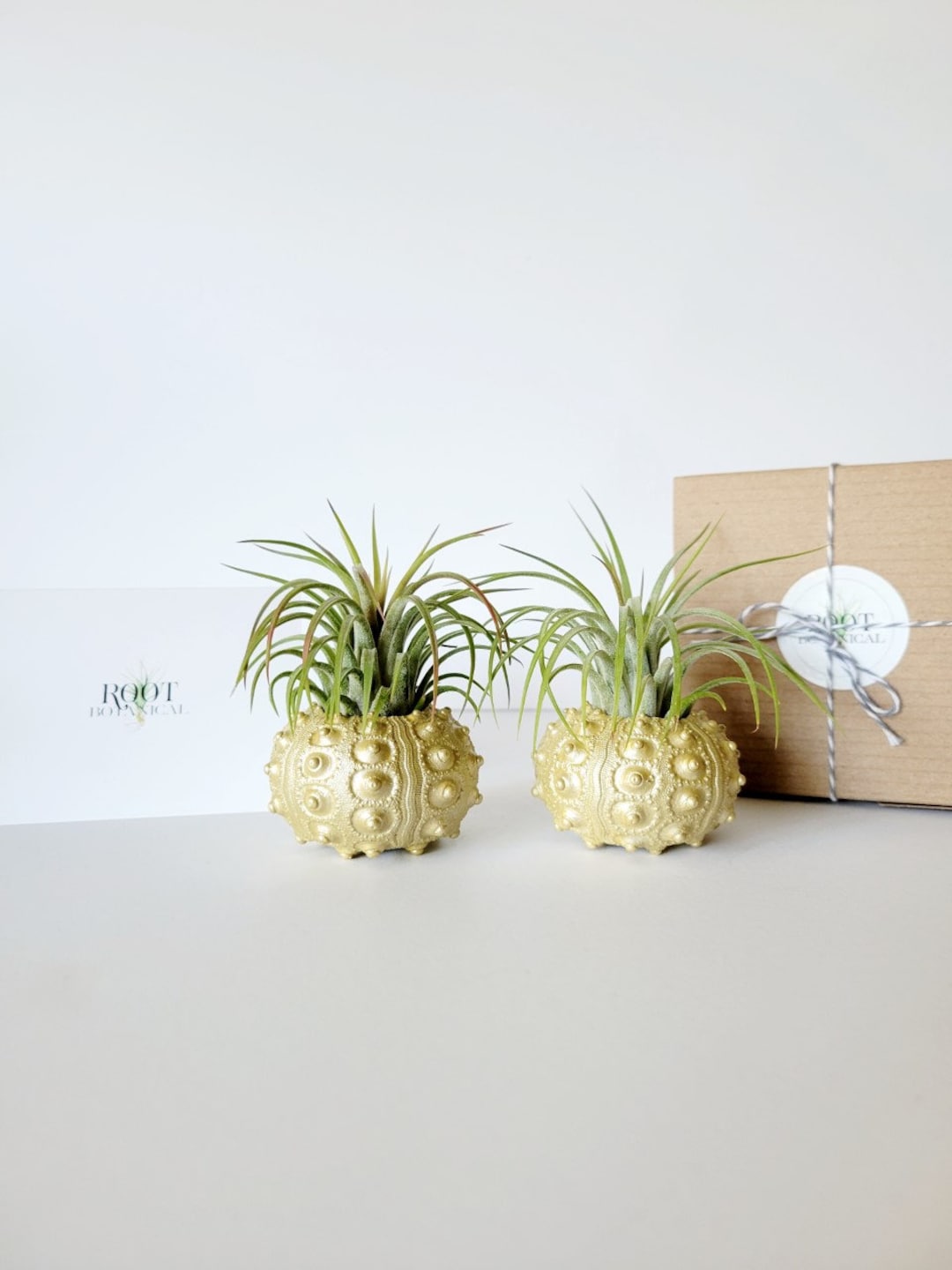 Air Plants in Gold Hand Painted Knobby Sea Urchin Shells, Stamped Gift ...