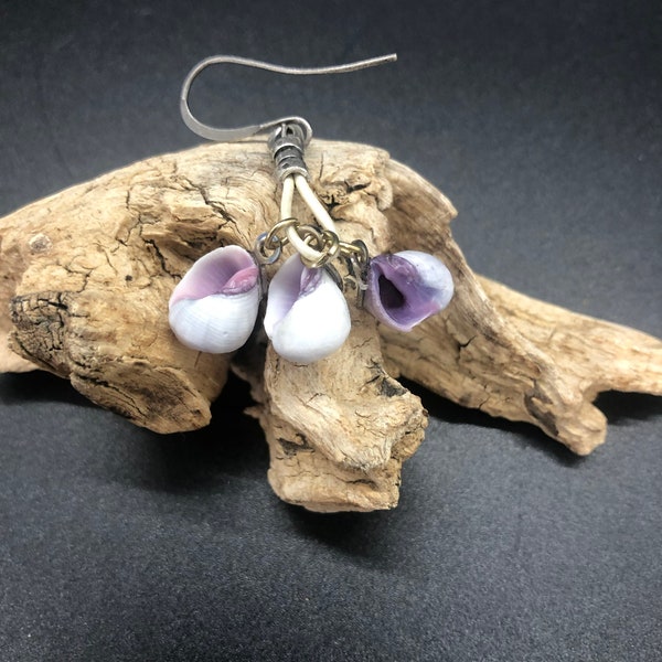 Periwinkle Shell - Etsy