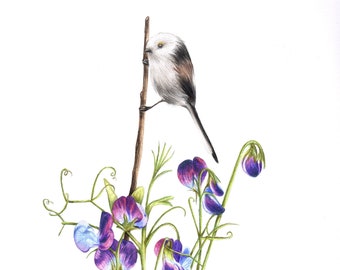 Long Tailed Drawing - Etsy