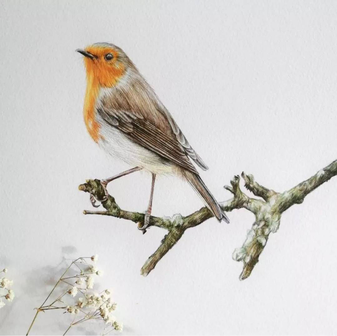 Robin Redbreast Sketch