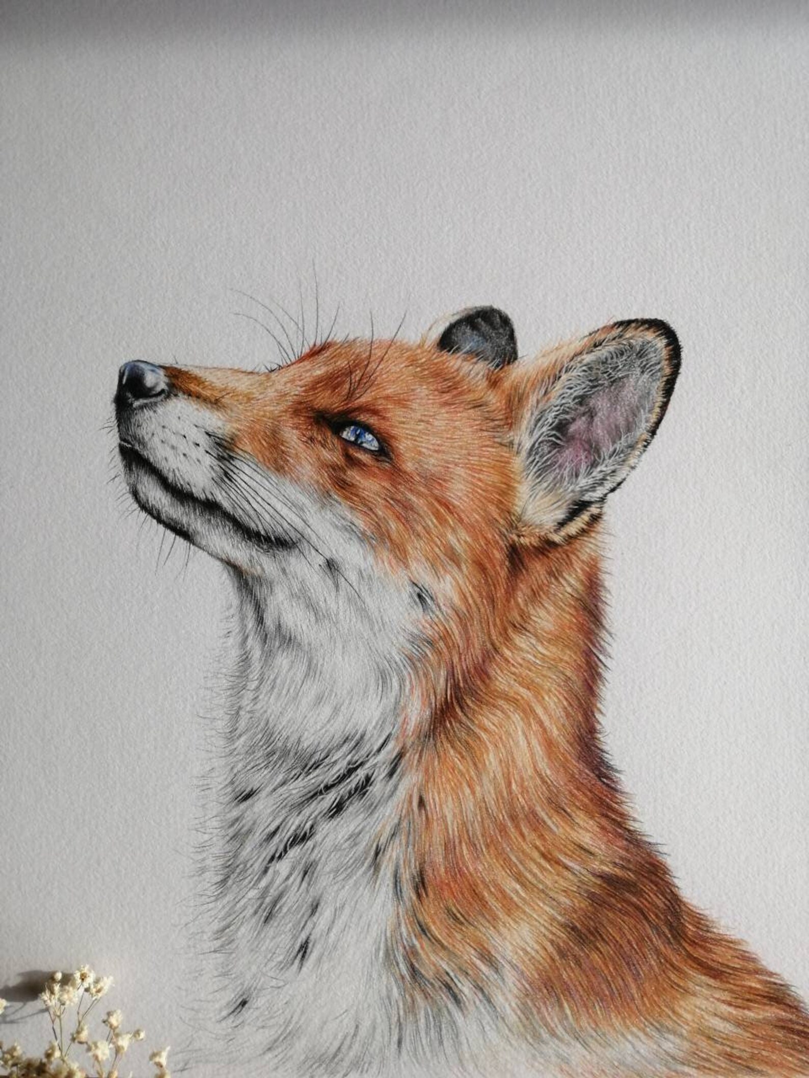 Original Fox Drawing - Etsy