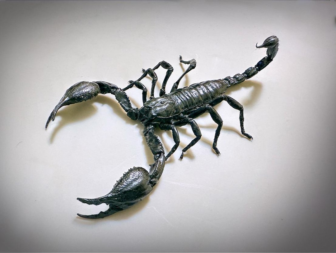 Emperor Scorpion Cast Flexible Real Detail Casting ( Heterometrus ...