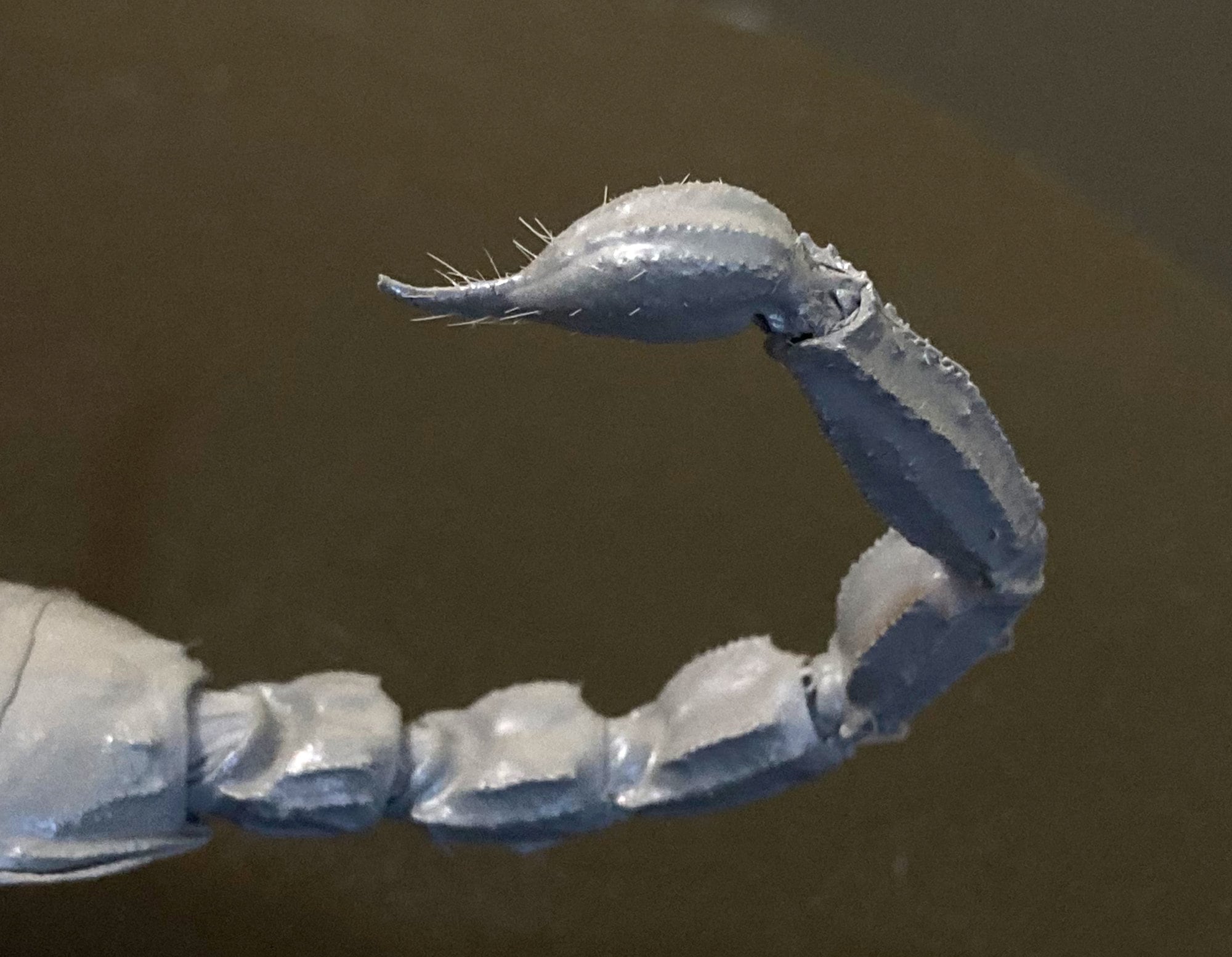 Scorpion Cast Flexible Real Detail Casting Taxidermy 5" Gray / Black - Etsy