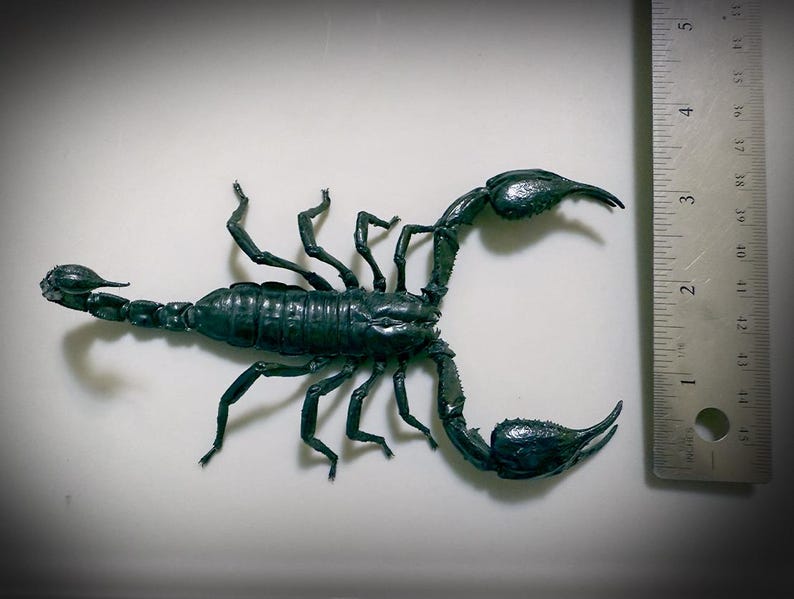 Emperor Scorpion Cast Flexible Real Detail Casting ( Heterometrus ...