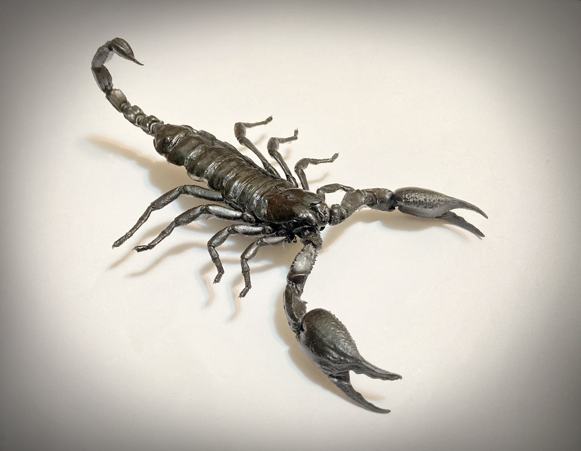 Scorpion Cast Flexible Real Detail Casting Taxidermy 5" Gray / Black - Etsy
