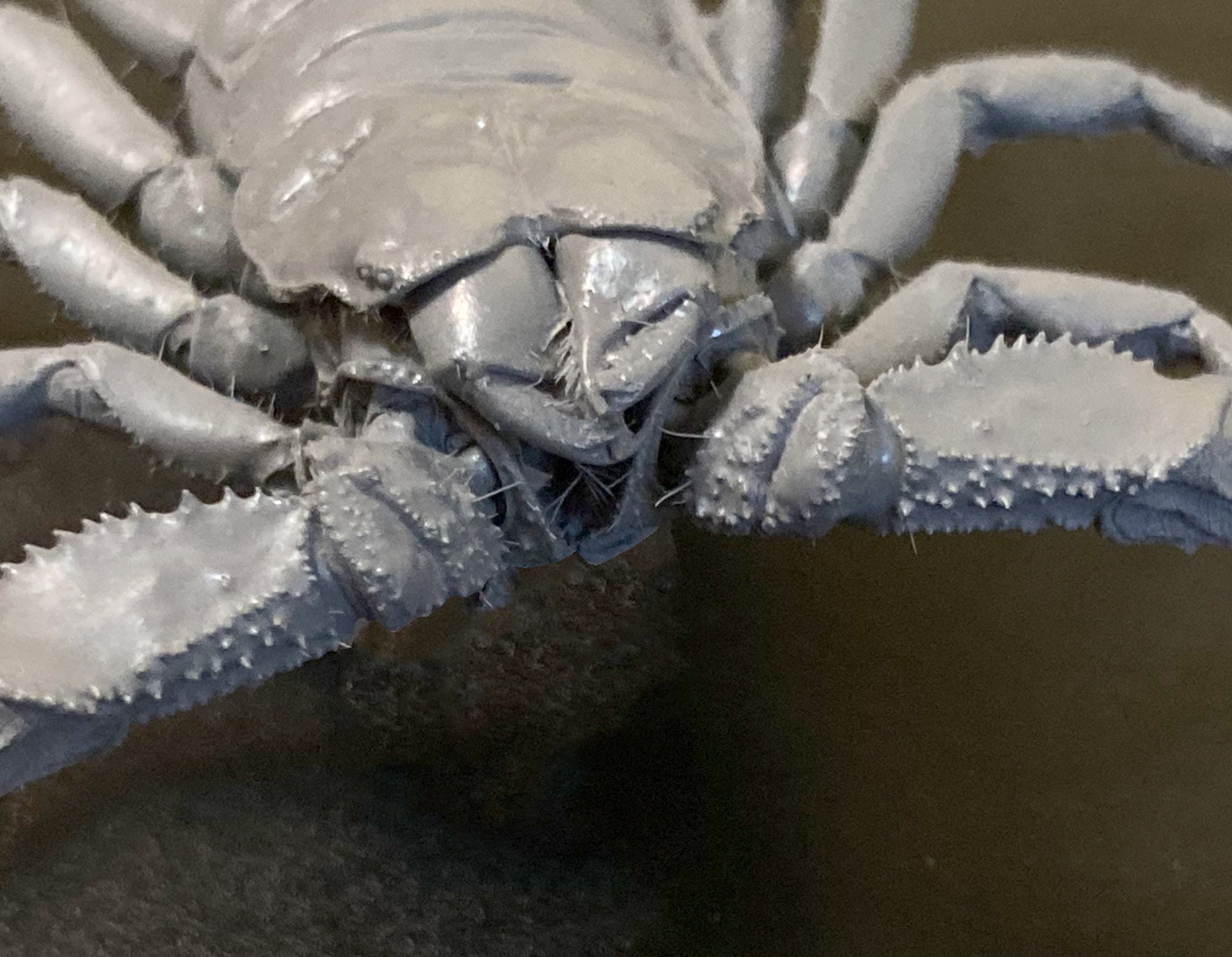 Scorpion Cast Flexible Real Detail Casting Taxidermy 5" Gray / Black - Etsy