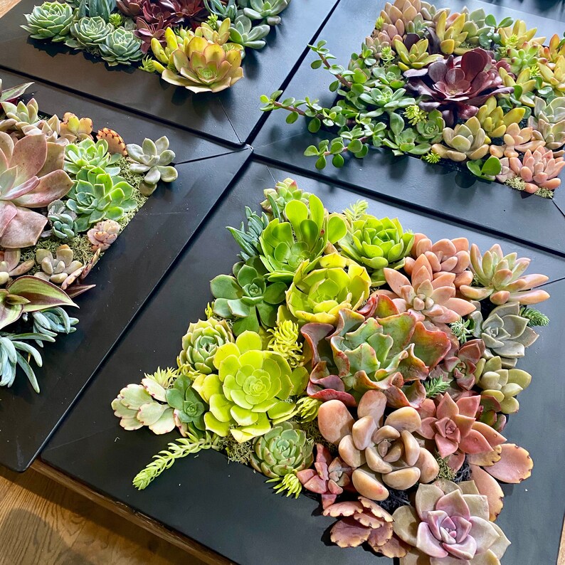 Sun 1 SUCCULENT VERTICAL GARDEN Square Living Picture Jenny - Etsy
