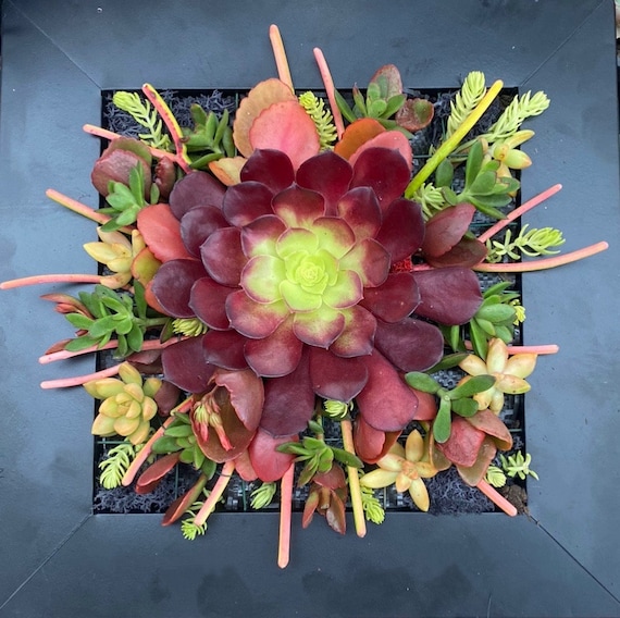 Sun 1 SUCCULENT VERTICAL GARDEN Square Living Picture Jenny | Etsy