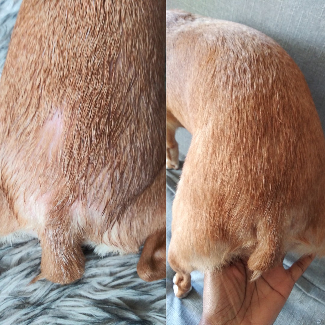 Dog Skin and Nose Balm, Pet Paw Pad Balm for Puppy, Adult, Senior Dogs ...