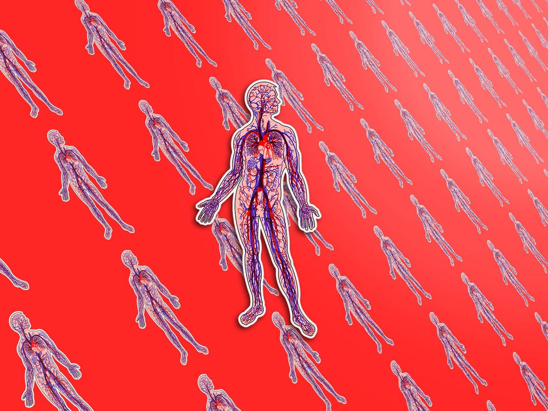 Anatomical Arteries and Veins Sticker - Detailed Human Circulatory ...