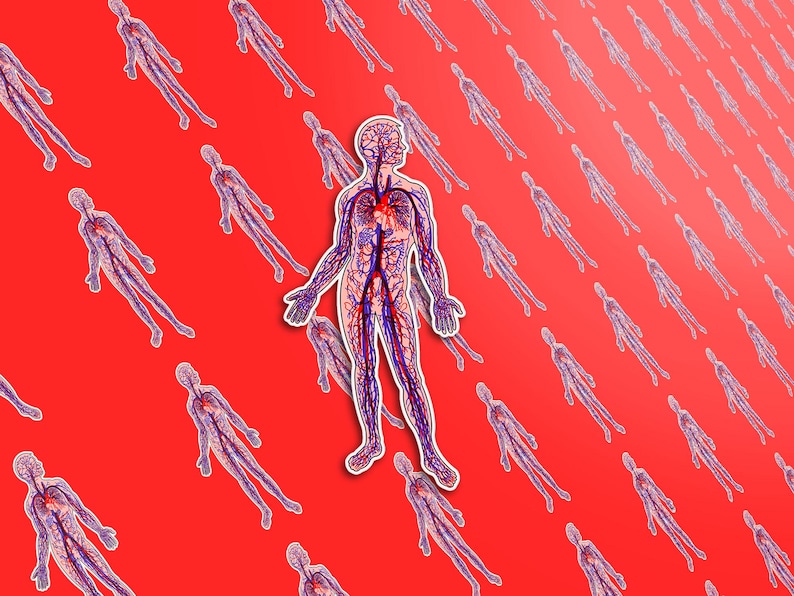 Anatomical Arteries and Veins Sticker - Detailed Human Circulatory ...
