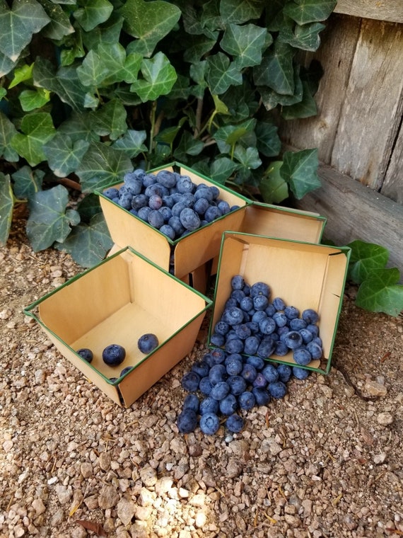 4 Vintage 1950 Orchard Crate Berry Crate Berries Basket - Etsy