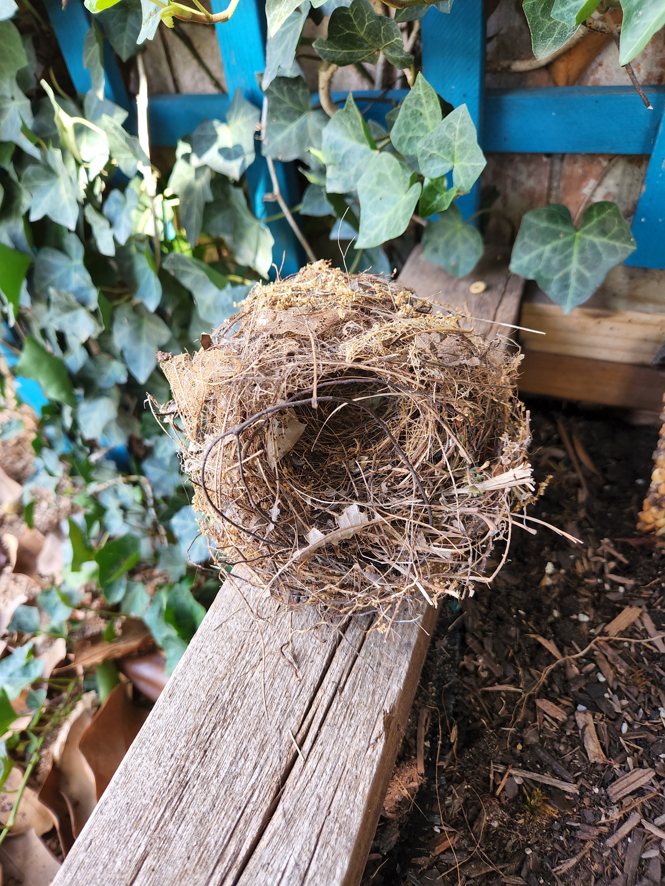 Chickadee Natural Nest
