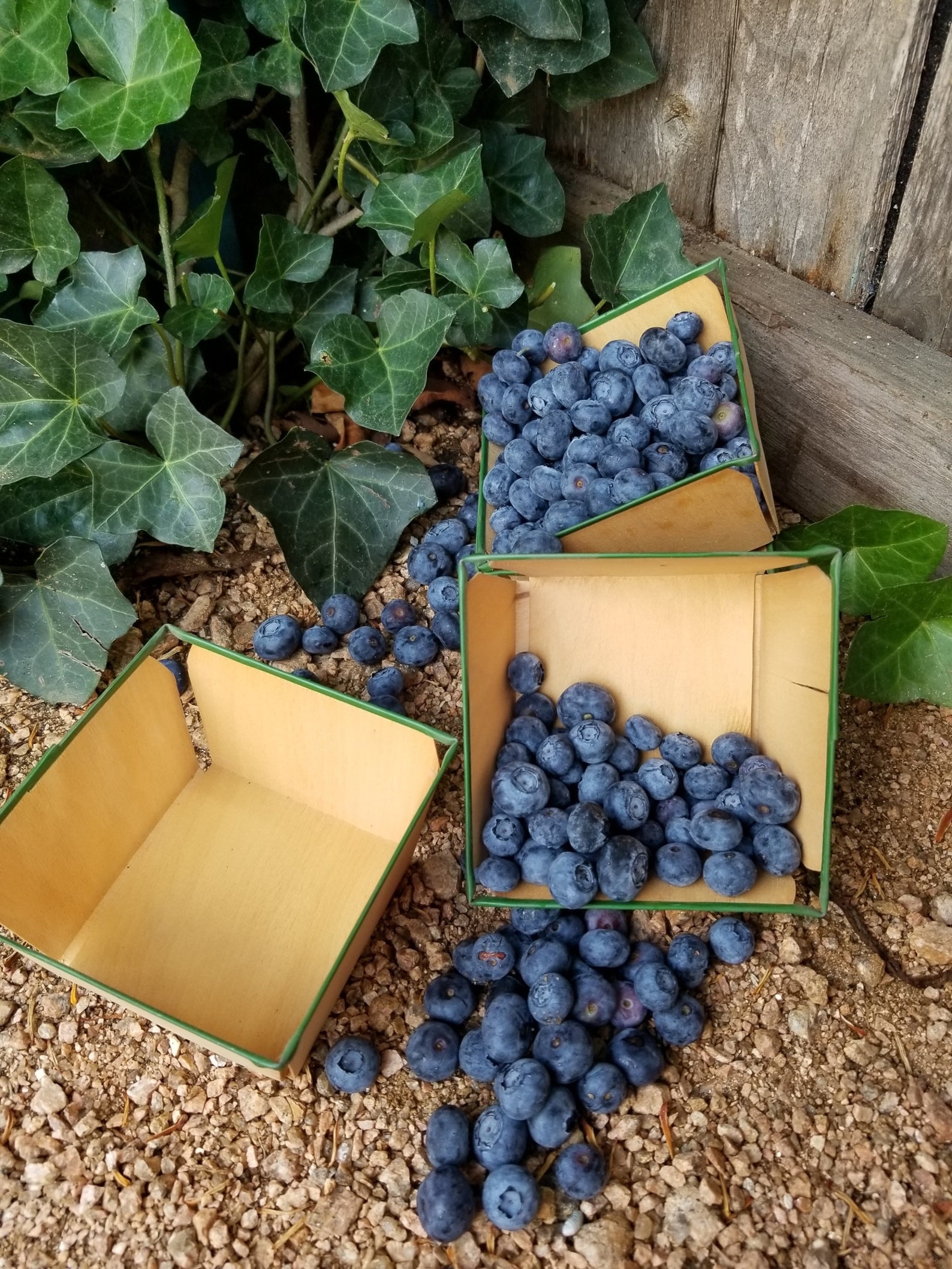 4 millésime 1950 Orchard Crate, Berry Crate, Berries Basket, Berry Box ...