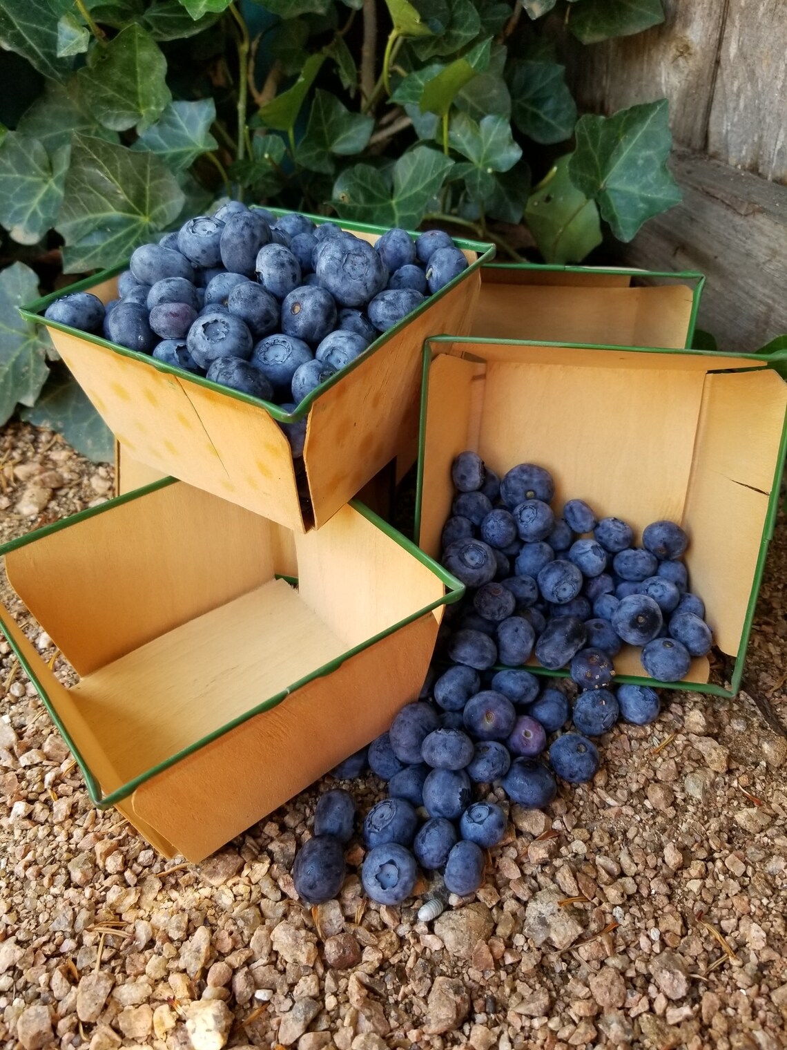 4 millésime 1950 Orchard Crate, Berry Crate, Berries Basket, Berry Box ...