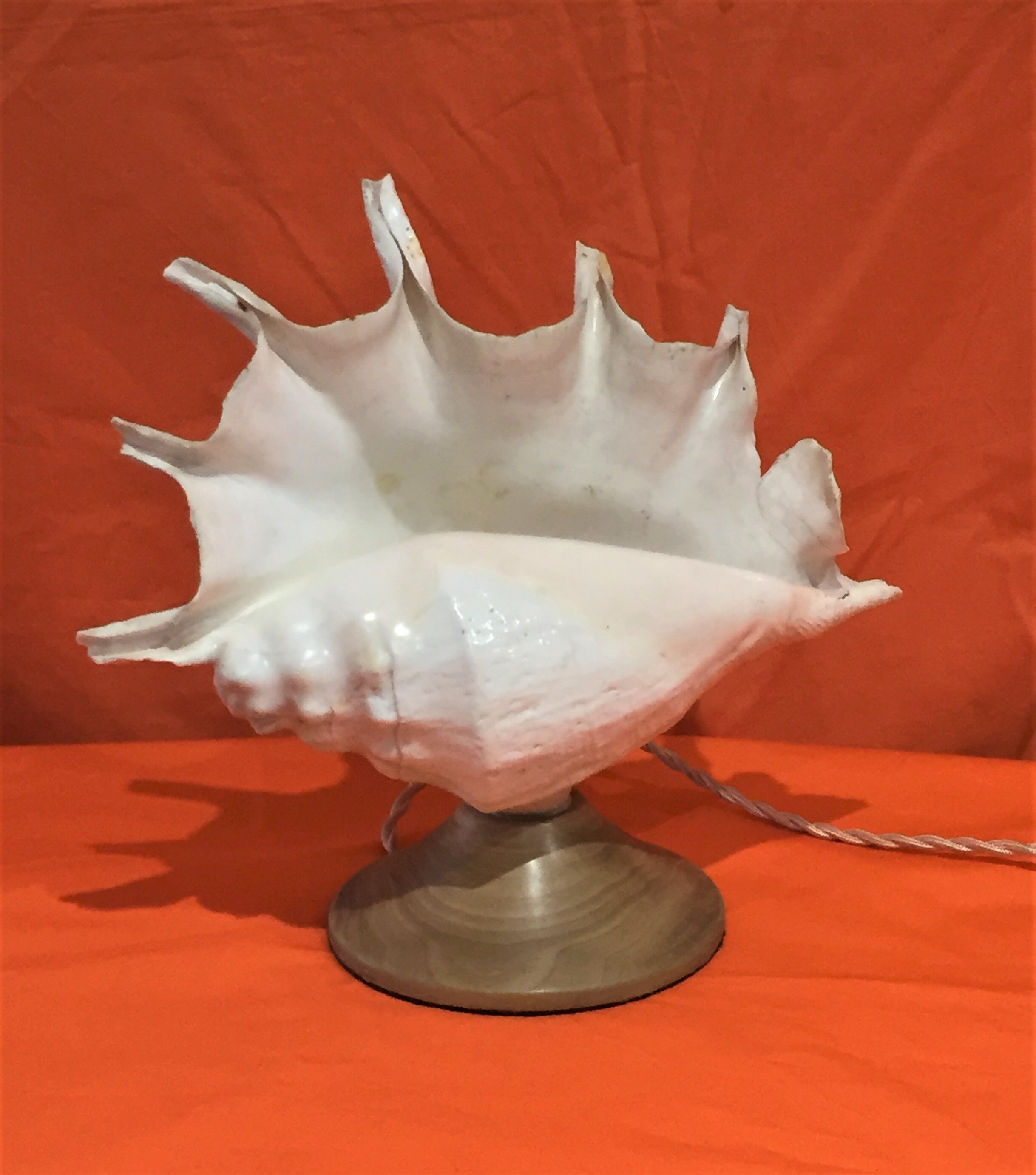 A Large Conch Shell transformed into a very attractive Side / | Etsy