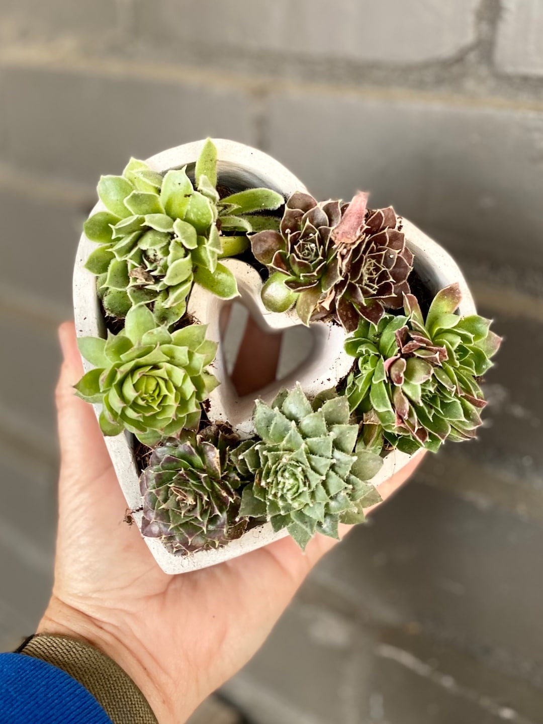 3D Concrete Cement Heart (2” X 5.5” ) Planter for Succulents/flowers ...
