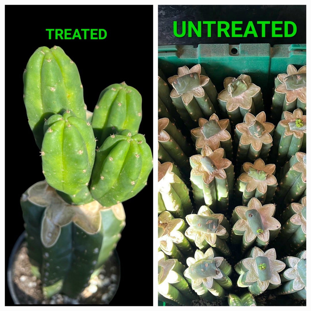 Cactus Pupping Cream 10, 15 or 28g Keiki Paste Cloning Assist Cream ...