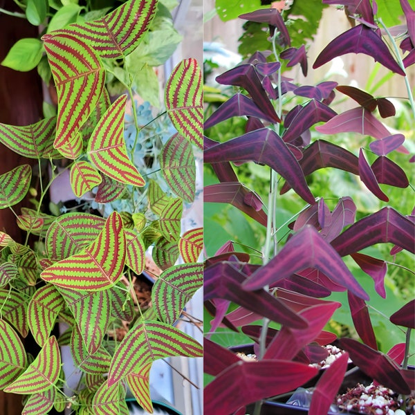 Plant - Etsy