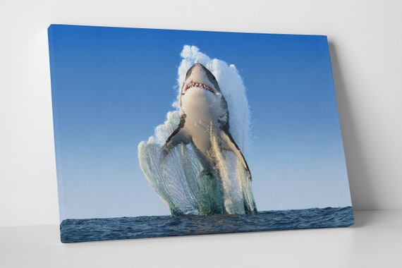 Grandes Tiburones Blancos Saltando Fuera Del Agua 🔥 Los Grandes