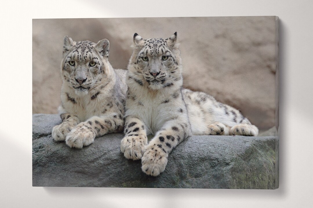 Snow Leopards Canvas Eco Vegan Leather Print, Made in Italy! - Etsy
