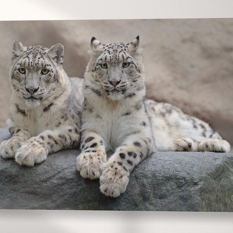 Snow Leopard Fursuit - Etsy