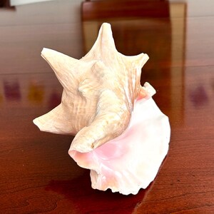 Rare 8” Queen Conch Shell With Stunning Pink Interior – Unique Ocean ...