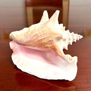 Rare 8” Queen Conch Shell With Stunning Pink Interior – Unique Ocean ...