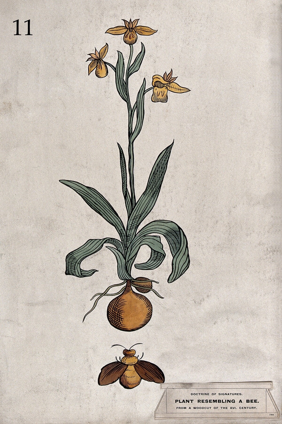 Doctrine of Signatures Folio Selection 1, Floral Resembling Fauna, 16th ...