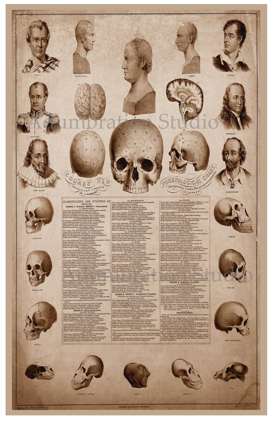 Phrenological Chart With Portraits of Historical Figures, Pseudoscience ...