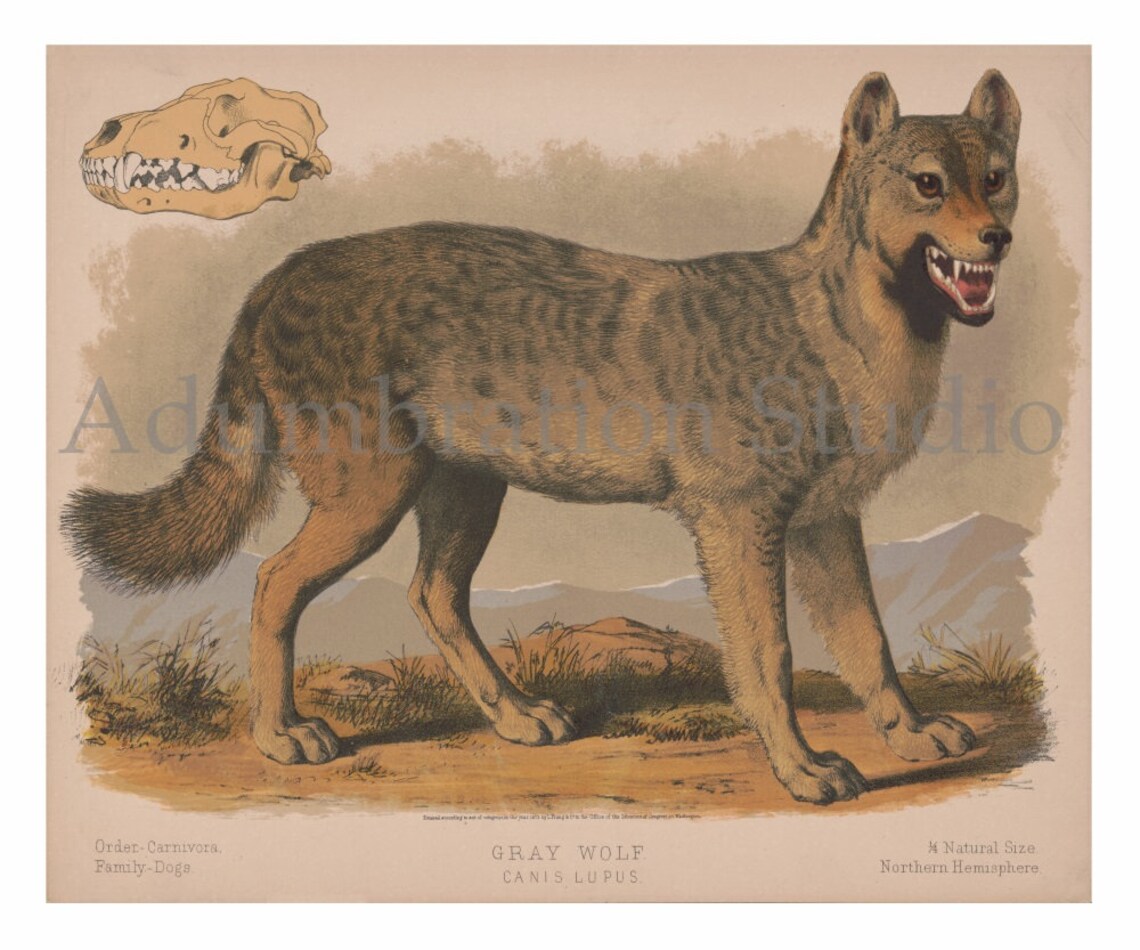 Gray Wolf Canis Lupus Timber Wolf Victorian Study L. Prang - Etsy