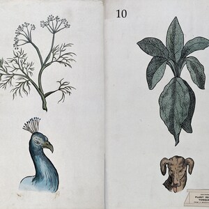 Doctrine of Signatures Folio Selection 1, Floral Resembling Fauna, 16th ...