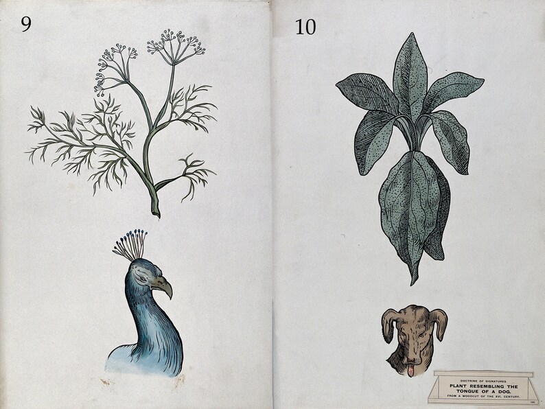 Doctrine of Signatures Folio Selection 1, Floral Resembling Fauna, 16th ...
