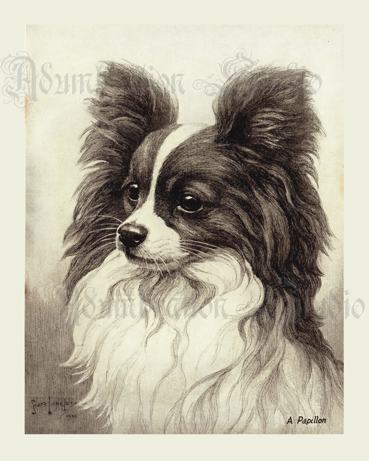 Are Papillon Dogs Rare