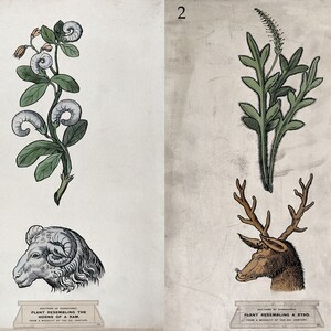 Doctrine of Signatures Folio Selection 1, Floral Resembling Fauna, 16th ...