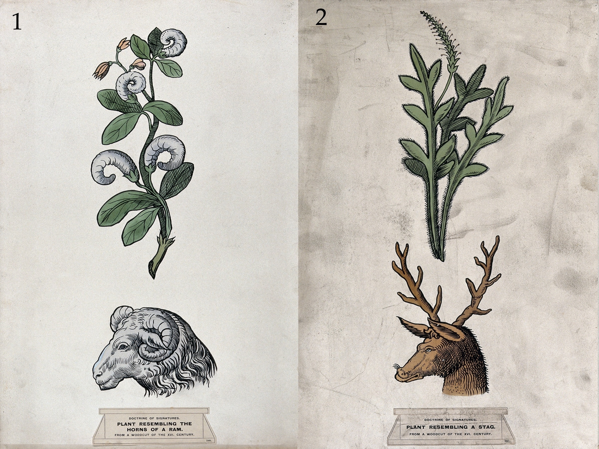 Doctrine of Signatures Folio Selection 1, Floral Resembling Fauna, 16th ...