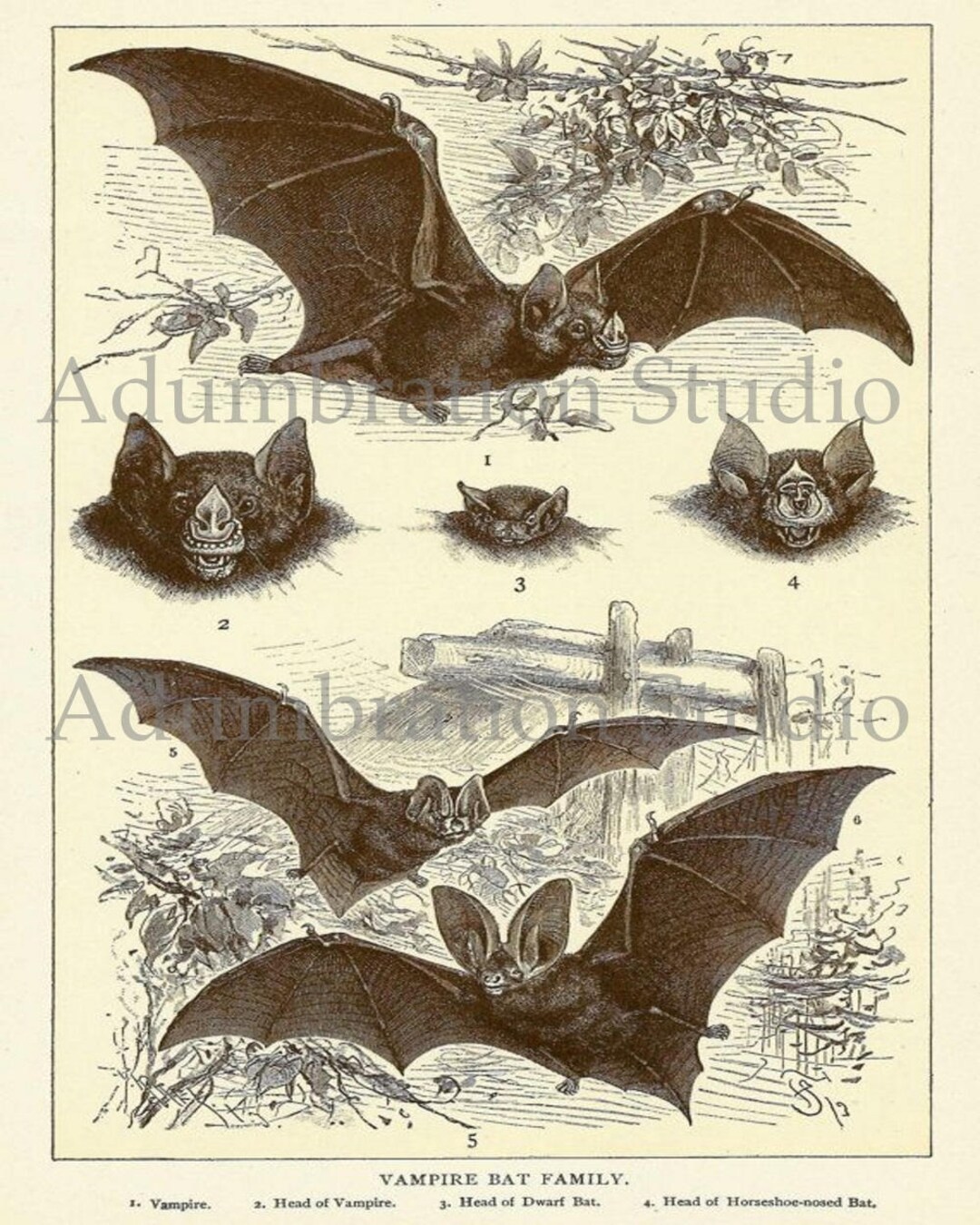 Vampire Bat Family Print, Chiropterology, Halloween, Ready to Frame ...