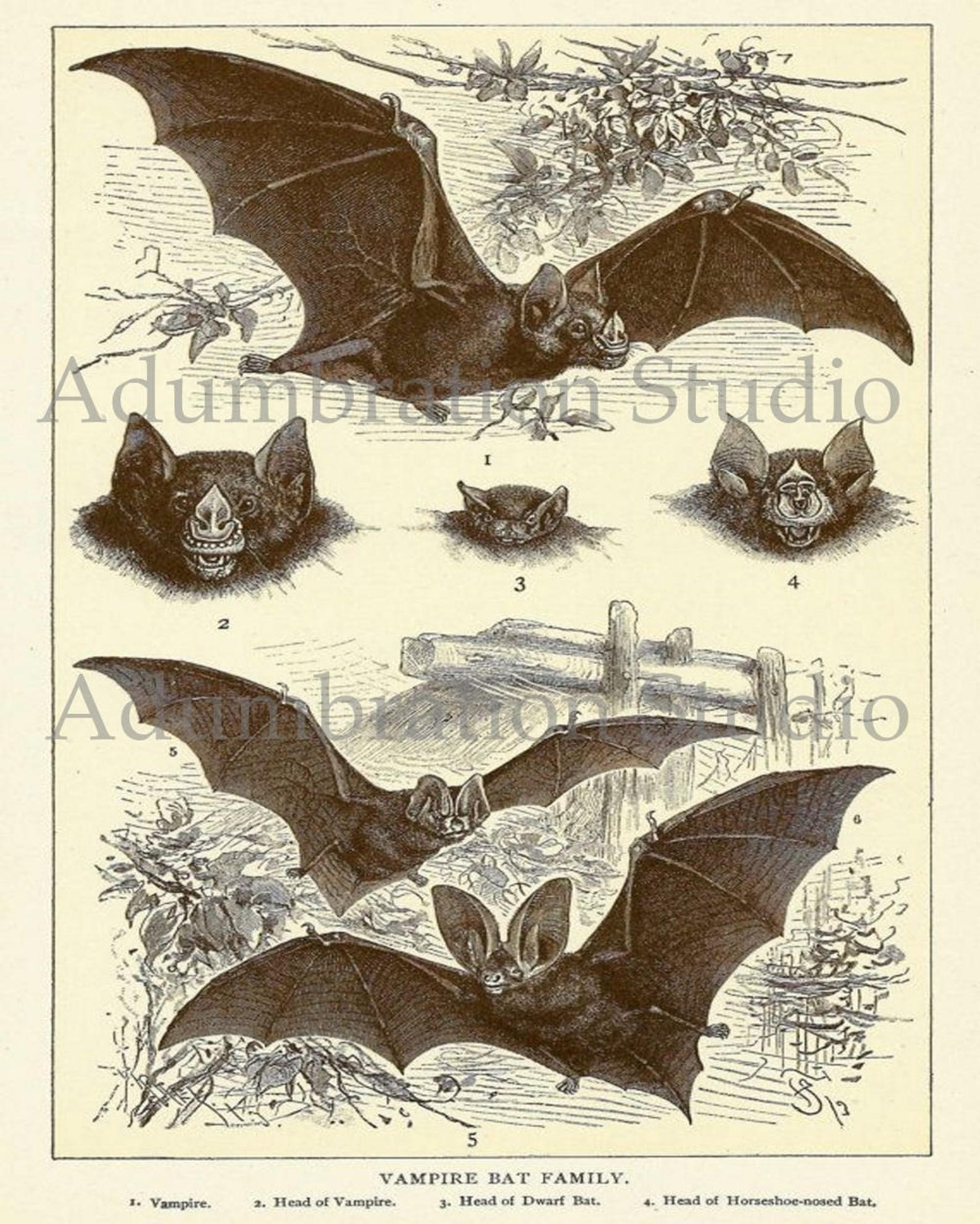 Vampire Bat Family Print Chiropterology Halloween Ready to - Etsy