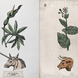 Doctrine of Signatures Folio Selection 1, Floral Resembling Fauna, 16th ...