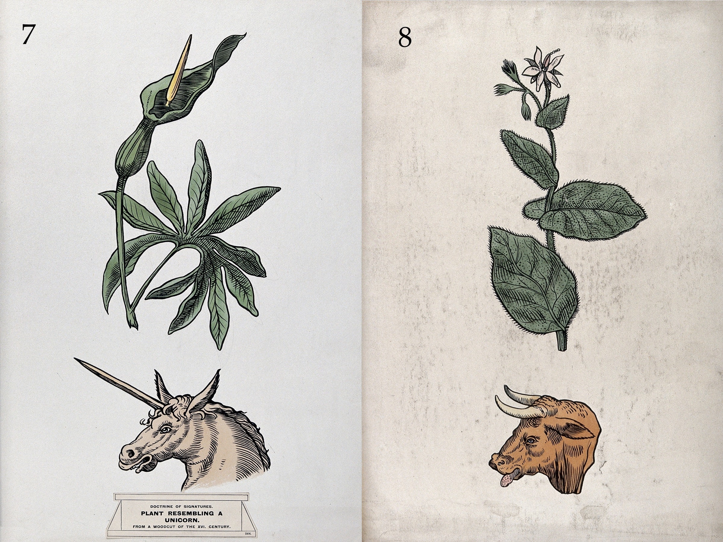 Doctrine of Signatures Folio Selection 1, Floral Resembling Fauna, 16th ...