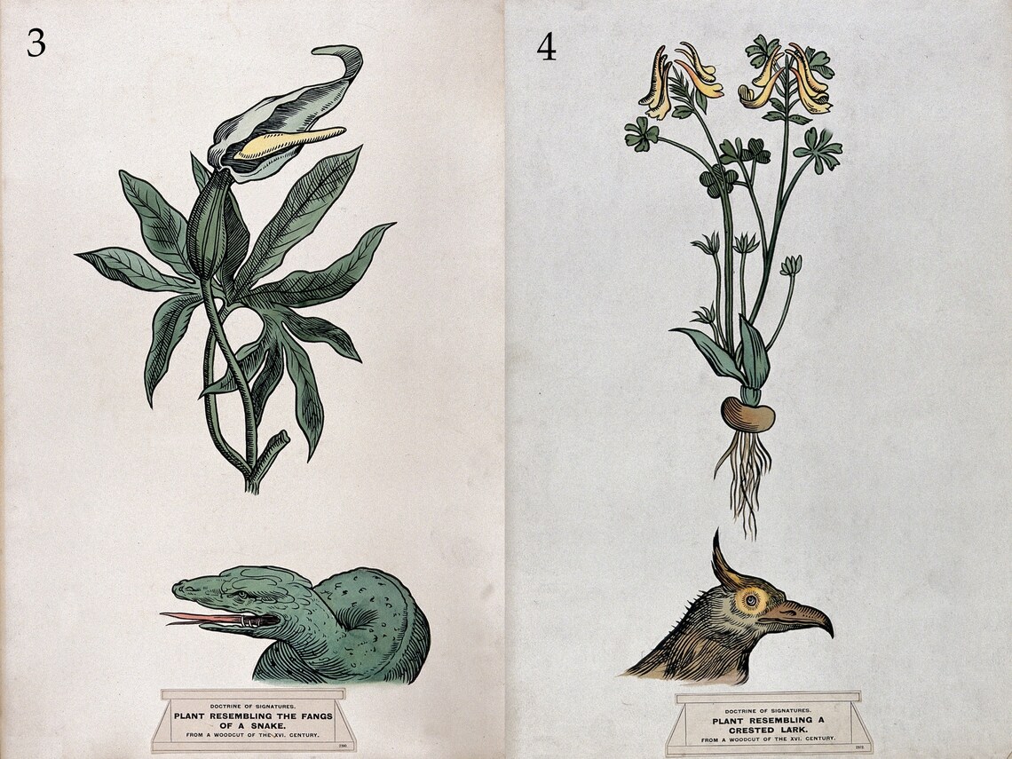 Doctrine of Signatures Folio Selection 1, Floral Resembling Fauna, 16th ...