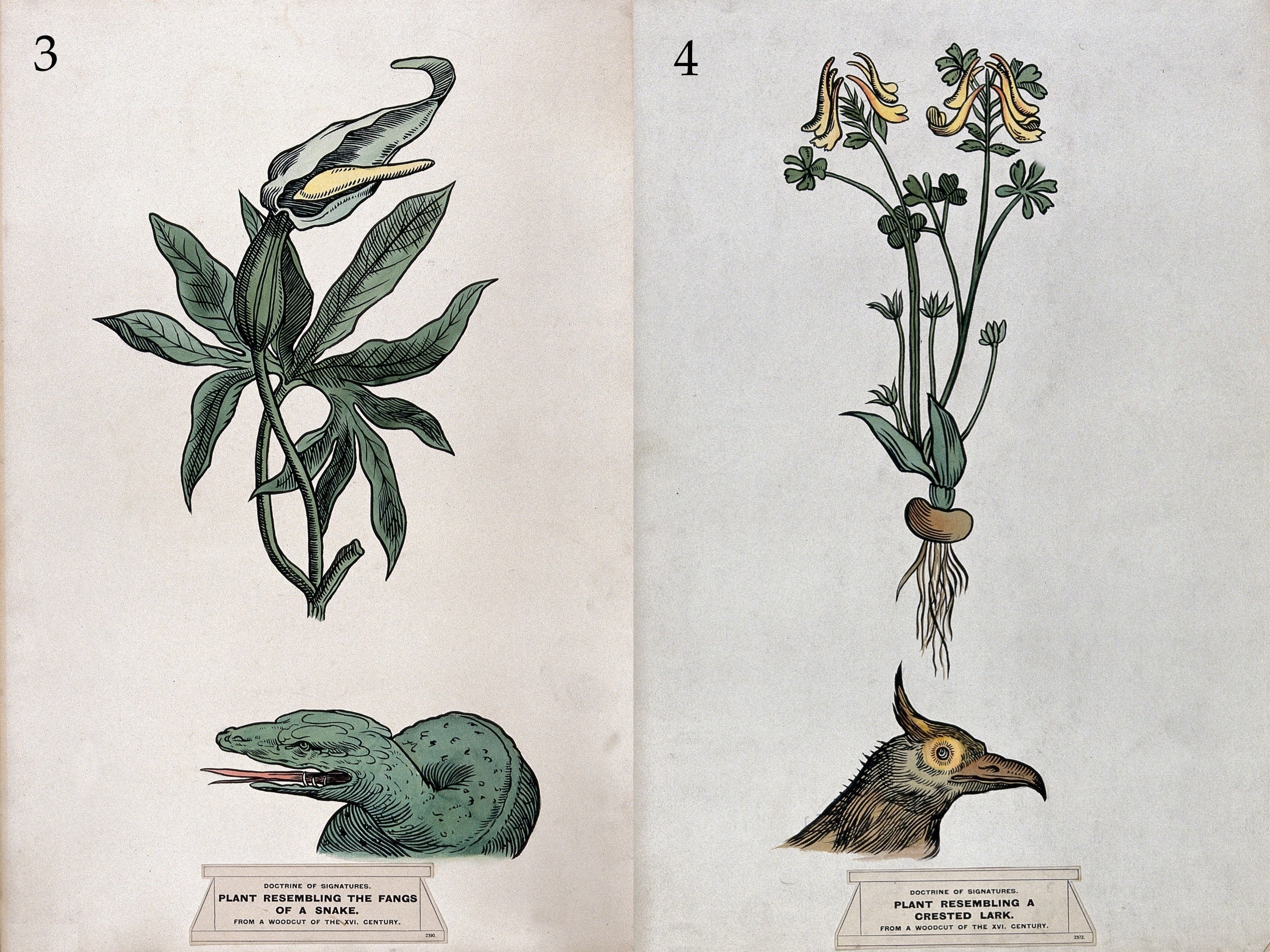Doctrine of Signatures Folio Selection 1, Floral Resembling Fauna, 16th ...