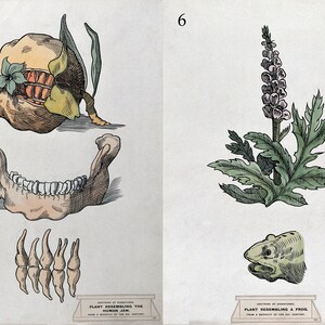 Doctrine of Signatures Folio Selection 1, Floral Resembling Fauna, 16th ...