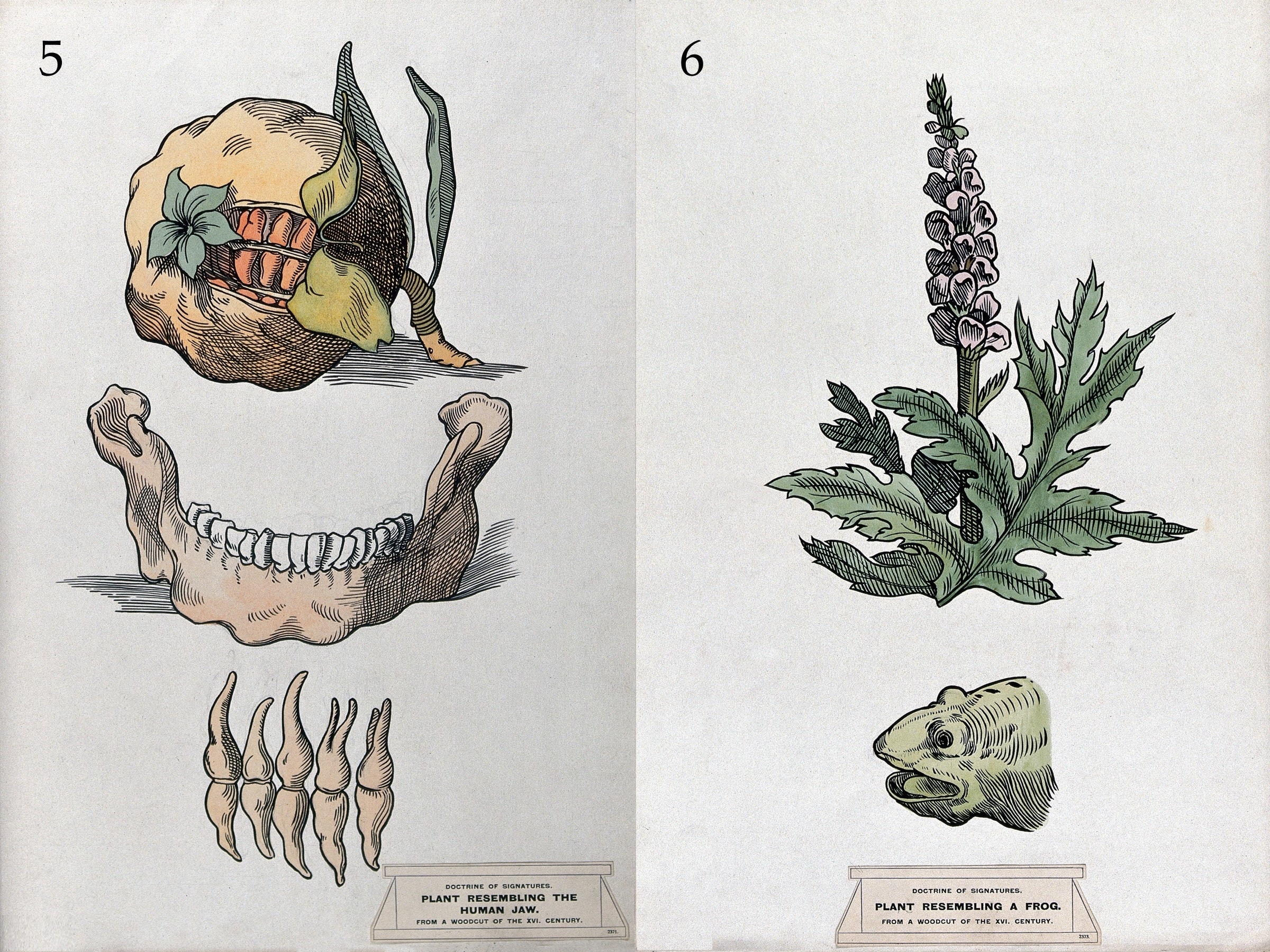 Doctrine of Signatures Folio Selection 1, Floral Resembling Fauna, 16th ...